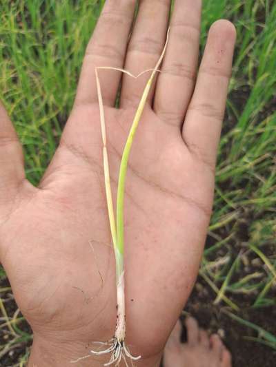Onion seedling leaves turning yellow and wilting | Community | Plantix