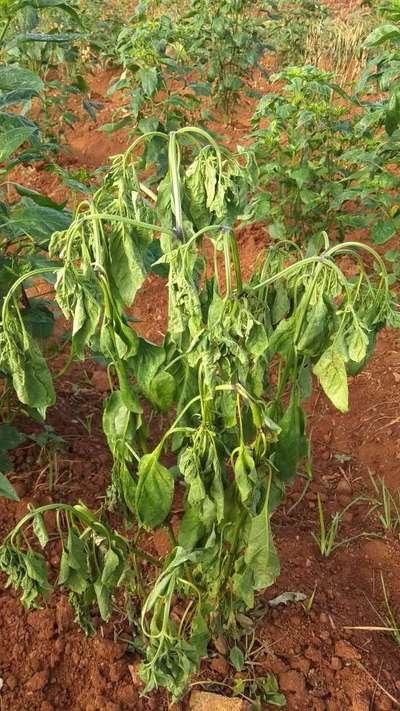 Give a medicine suggestion for Chilli's. | Community | Plantix