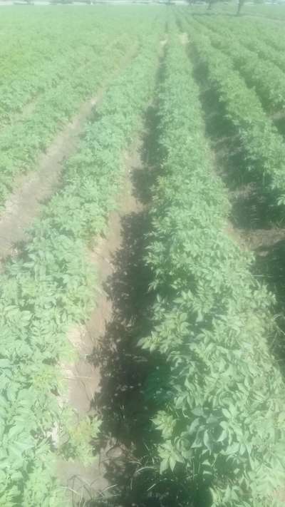 Over all crop Postion are good but Some Plant are unhealthy and also ...