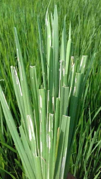 What this disease is? This disease appearing on late planted paddy ...