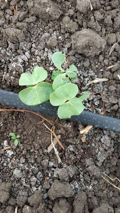 Such leaves and leaves with holes on 12 days old cotton? | Community | Plantix