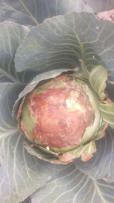 What might the problem | Community | Plantix