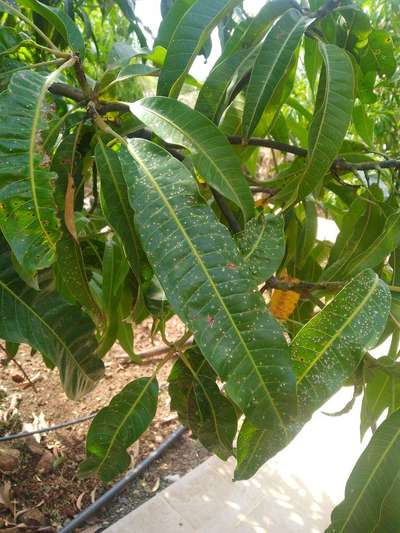 Mango leaves of our tree are having these spots..what to do | Community ...