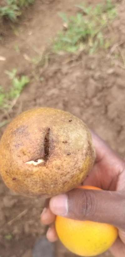 What is this pest in citrus and what is the remedy. Thanks | Community ...