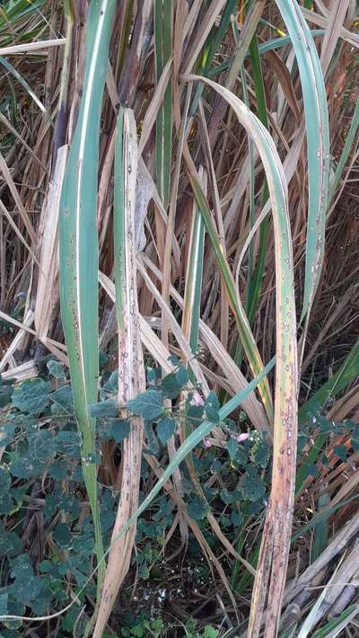 Spot on sugarcane leaves. which disease and how to get rid of it ...