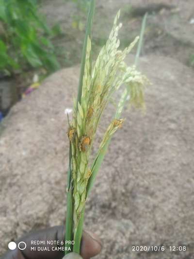 I would like what is the problem to my rice field | Community | Plantix