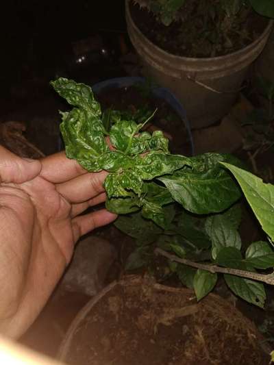 Thought about thrips attack on first image but not sure on second image ...