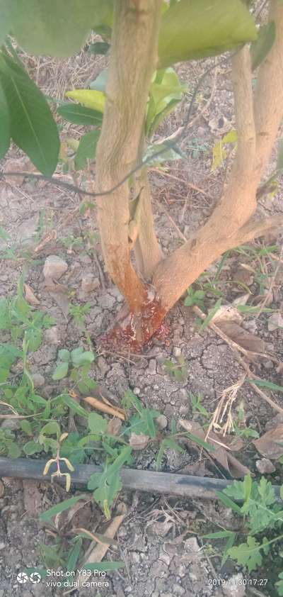 Gum Problem on sweet lime | Community | Plantix