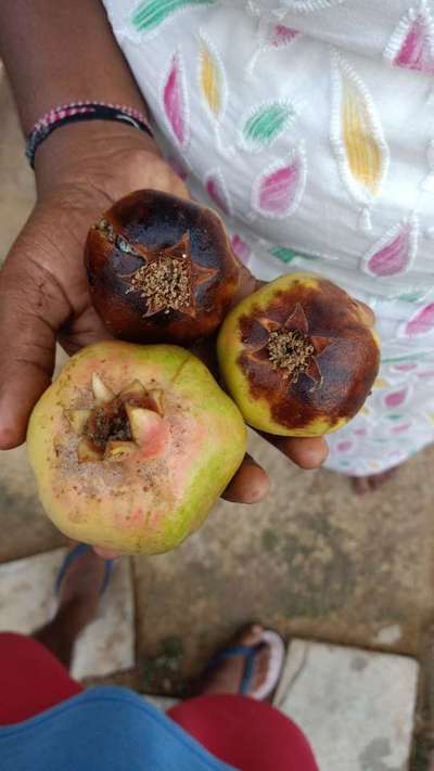 When fruit is growing the desises will acource | Community | Plantix