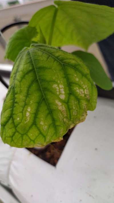 What is the nutrient deficiency in salad cucumber ? | Community | Plantix