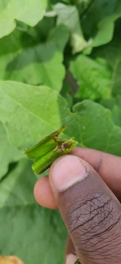 Issues with Worms and Insects in Brinjal | Community | Plantix