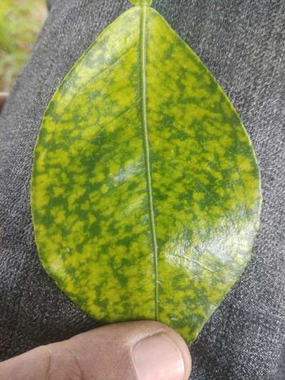 What deficiency in citrus | Community | Plantix