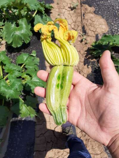 Could anyone tell the reason for siamese zucchini | Community | Plantix