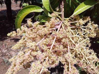 Mango Thrips कशामुळे होतो? व त्यावर उपाय कोणते? | कृषी समुदाय | प्लँटिक्स