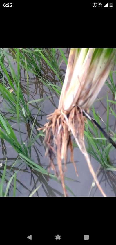 Black and brown short roots problem in paddy | Community | Plantix