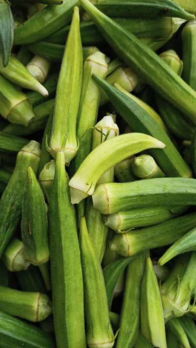 Yellow spot on Okra plant | Community | Plantix