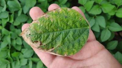 O que poderia ser, estão queima envolta da folha? Falta de algum ...