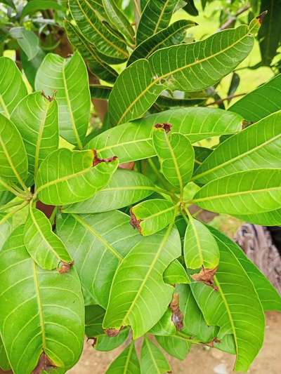 మామిడి చెట్టు ఆకులు ఈ విధంగా కమిరి పోతున్నవి కారణం ఏంటో తెలియజేయగలరు ...