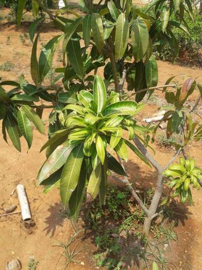 Short and Bunchy leaves | Community | Plantix