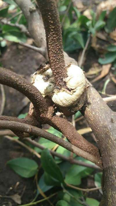 ¿Qué Bejuco es? | Comunidad | Plantix