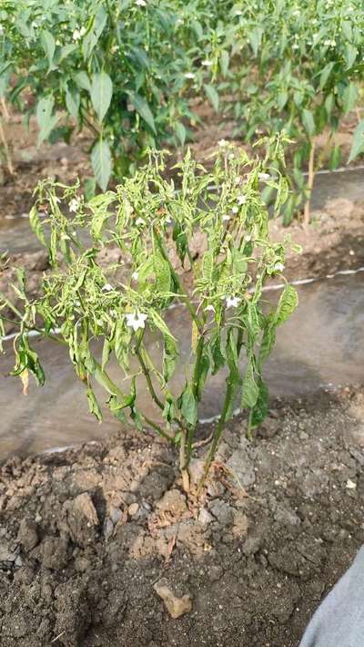 Why some chilli plants are dieing with out having any disease ...