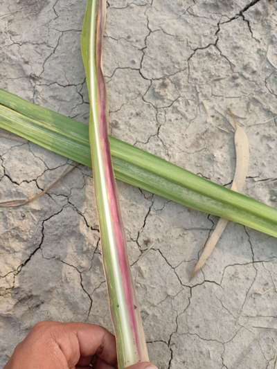 It is a diseases of red rot or any other disease? | Community | Plantix