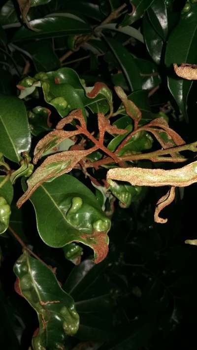 It's my litchi tree. What is the name of this disease? | Community ...