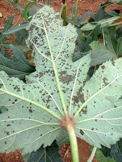 What is the disease in Okra?is it cercospora leaf spot?? | Community ...