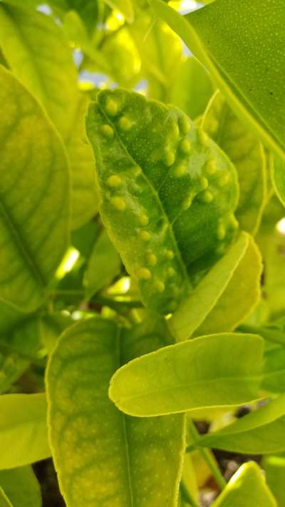 I have no idea what is causing these bumps on my eureaka lemon tree ...