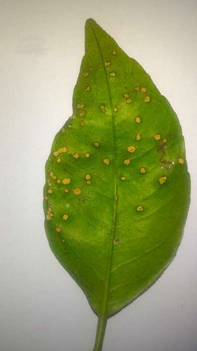 Is this citrus scab ? | Community | Plantix