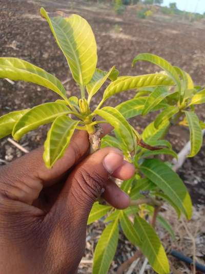 What type of deasease this is or deficiency | Community | Plantix