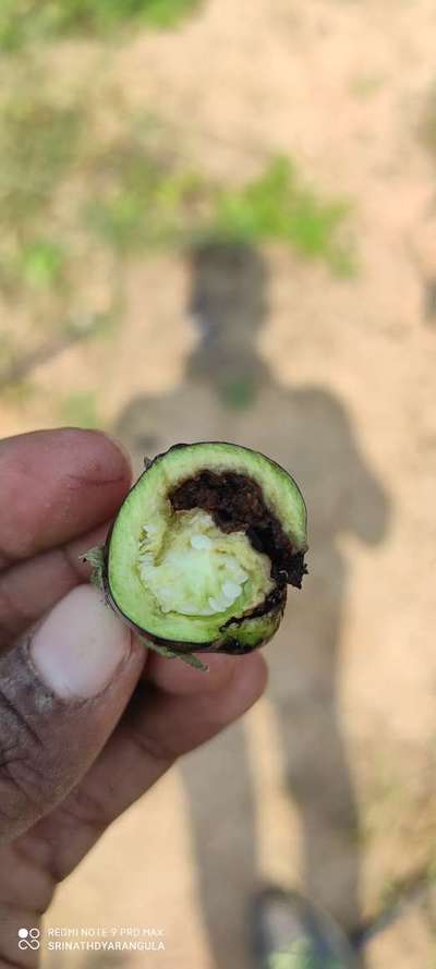 It is seen in brijal crop | Community | Plantix