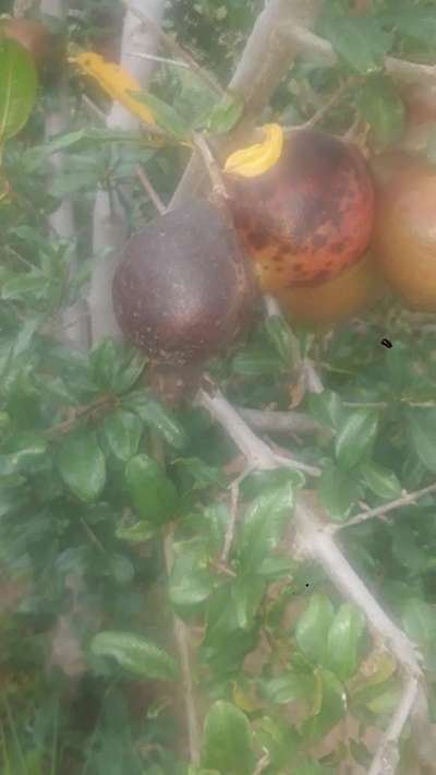 danimma pantalo teguluku mandu cheppandi | సంఘం | ప్లాంటిక్స్