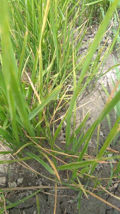 I wanna to this rice plant is suffering from which disease. | Community ...