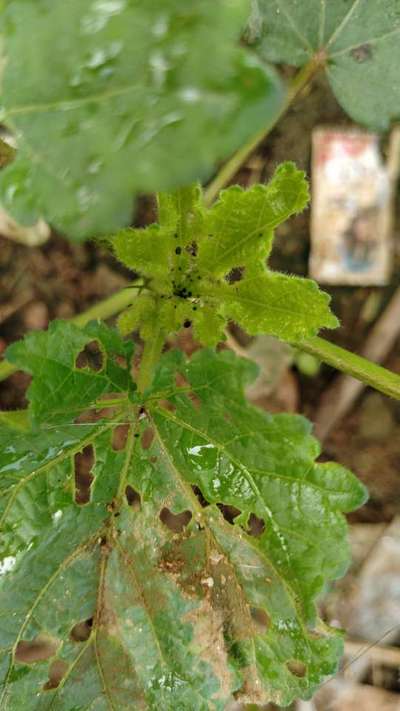 What Is The Type Of Insects In Lady Finger Okra Community Plantix