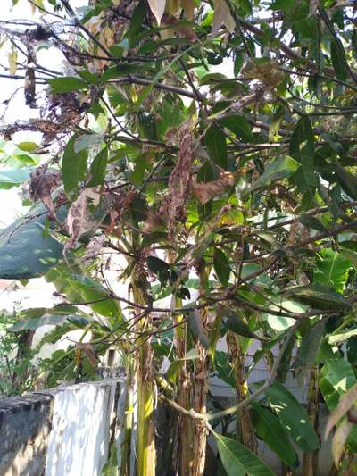 Manago tree, all leaves are becoming like this | Community | Plantix