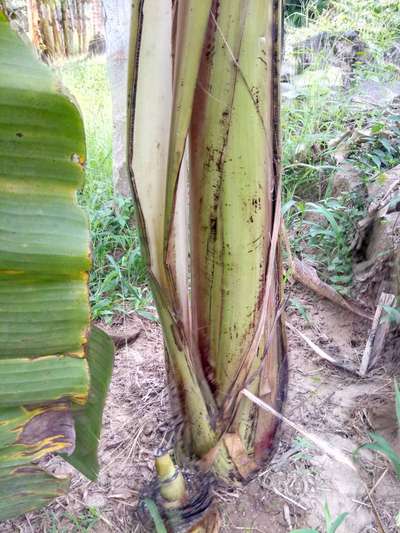 The stem are splitting from bottom of the plant and damages the whole ...