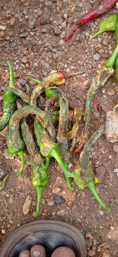 Chilli surface damage | Community | Plantix