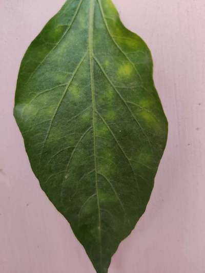 Yellow spots on chilli leaves | Community | Plantix