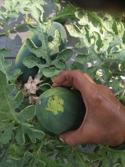 What is the name of pest and how to control it | Community | Plantix