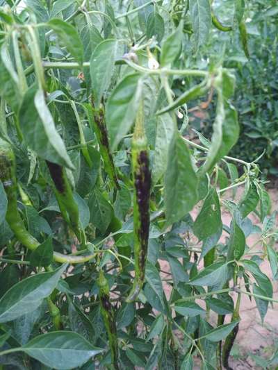 Which disease on chilli? | Community | Plantix