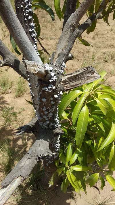 Many of the mango trees have drying of bark, white fungal growth as ...