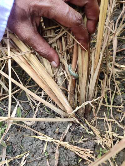 How to the control this insect in rice plant | Community | Plantix