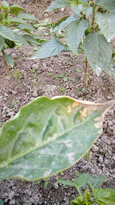 capsicum leaves problem. | Community | Plantix