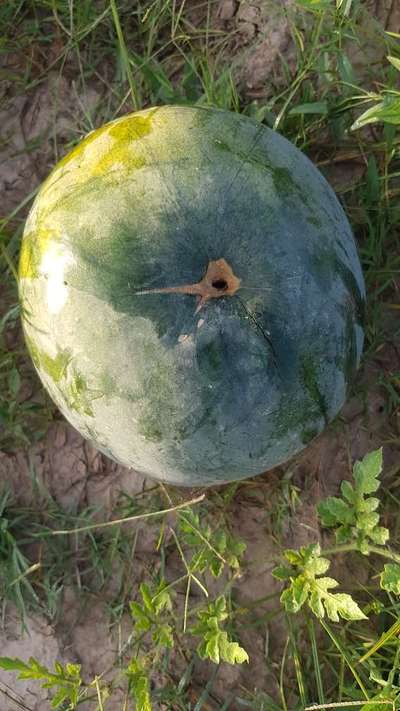What Is This Problem With Watermelon A Hole In It And Its Hallow And Soft Community Plantix