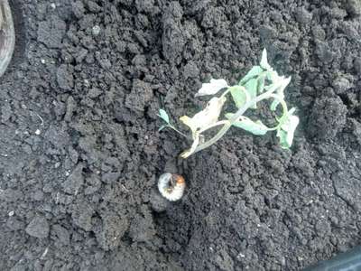 Tomato planted week ago, showing white grub worm. | Community | Plantix