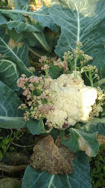 Why this coliflowr became like that | Community | Plantix
