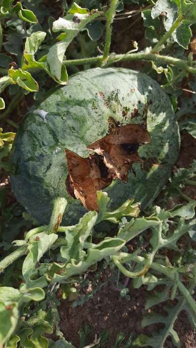 I don't know what this damage for watermelon..can you help me...thanks ...