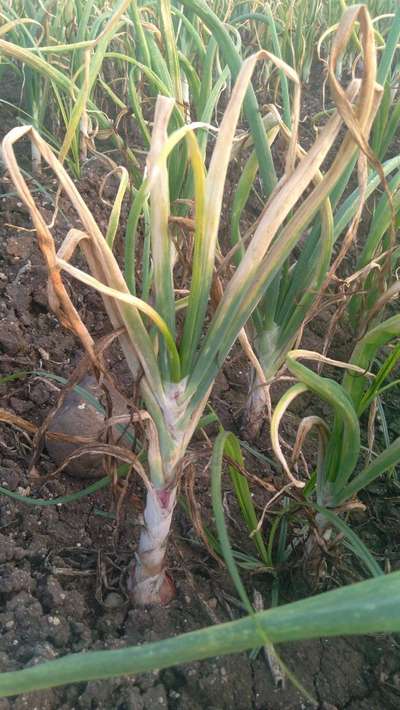 Kanda pik pivle disat aahe | कृषी समुदाय | प्लँटिक्स