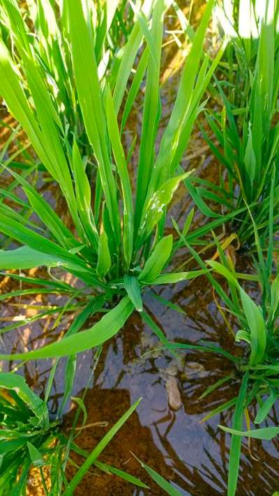 White dots on paddy leaves | Community | Plantix